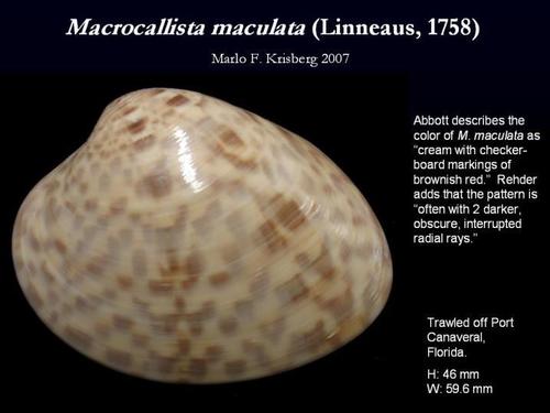 Calico Clam (Marine Shells of Fort Pickens, Gulf Islands National ...