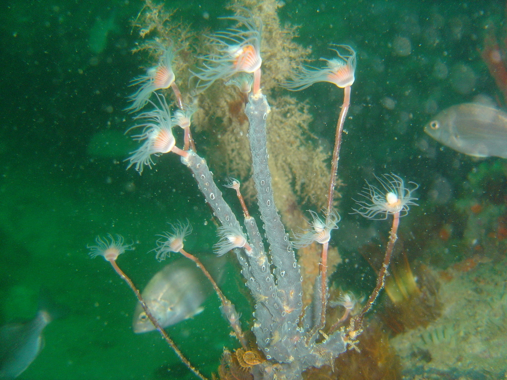 pink-hearted hydroid (Hydroids of Australia) · iNaturalist