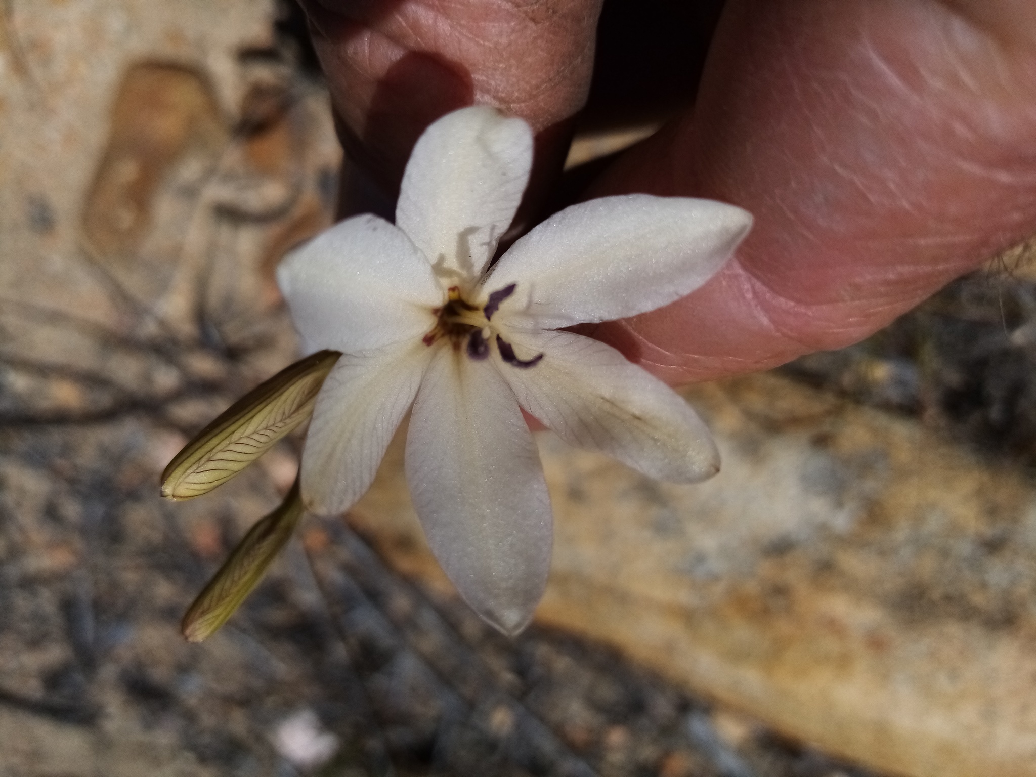 Tritonia bakeri subsp. bakeri