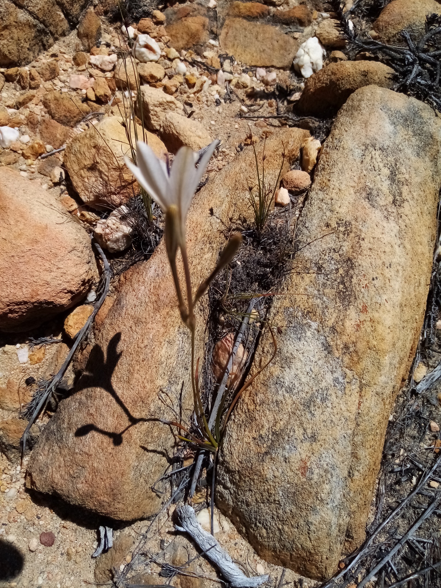 Tritonia bakeri subsp. bakeri