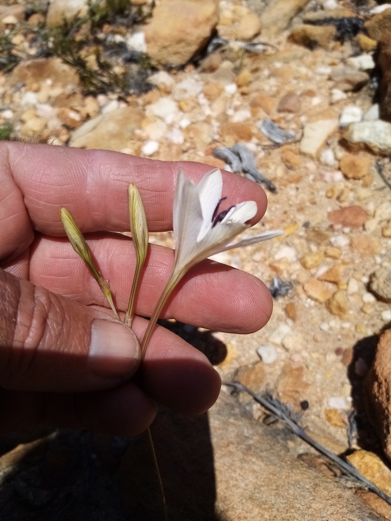 Tritonia bakeri subsp. bakeri