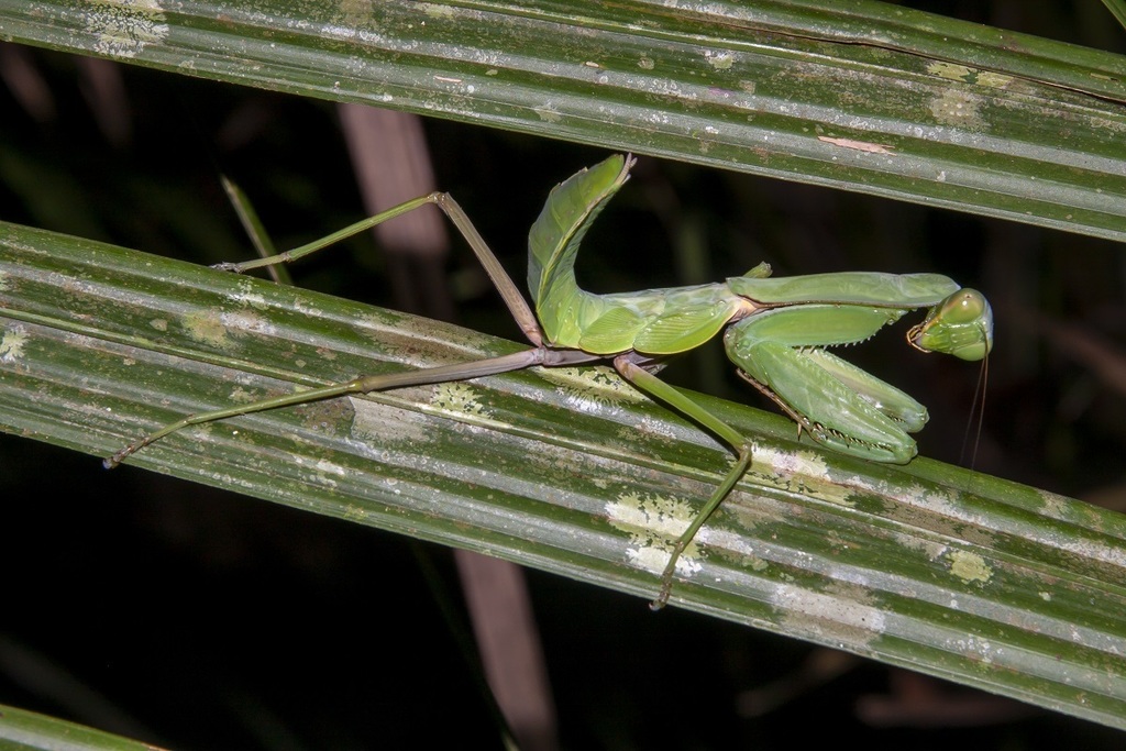 Rhombodera megaera from Kuala Tahan, Taman Negara on June 10, 2010 at ...