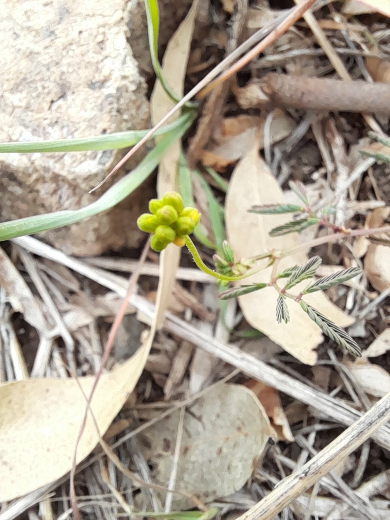 Mimoseae from One Mile on November 24, 2020 at 04:15 PM by catfood ...