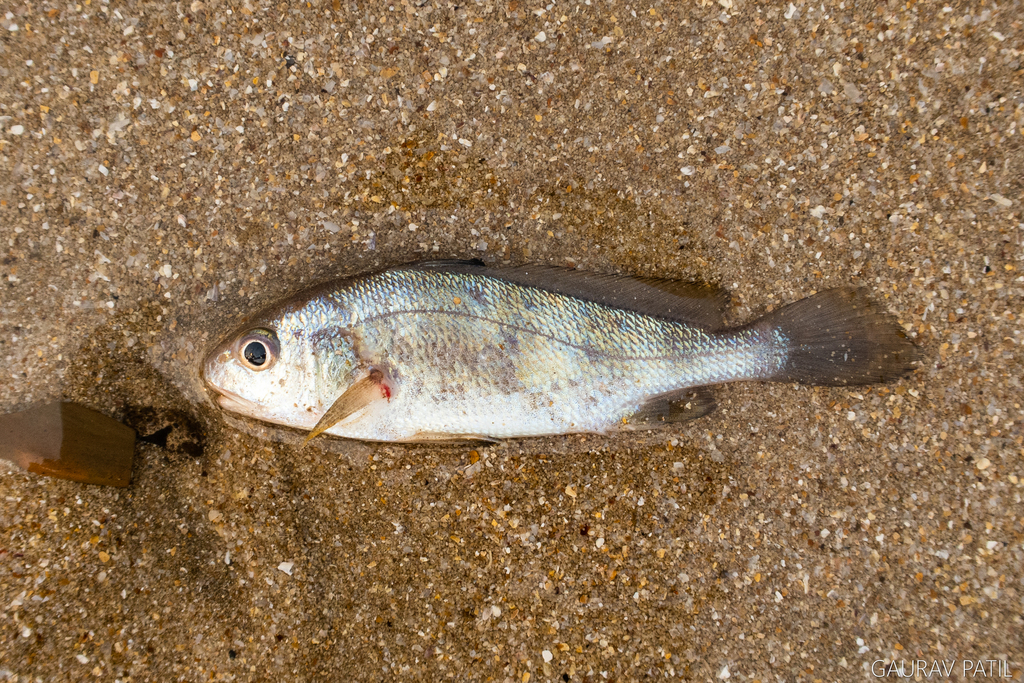 Black-spotted Croaker from Juhu, Mumbai, Maharashtra 400049, India on ...
