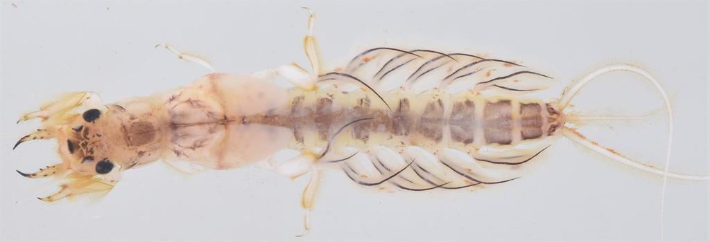 Ephoron savignyi in November 2020 by Rob Palmer · iNaturalist