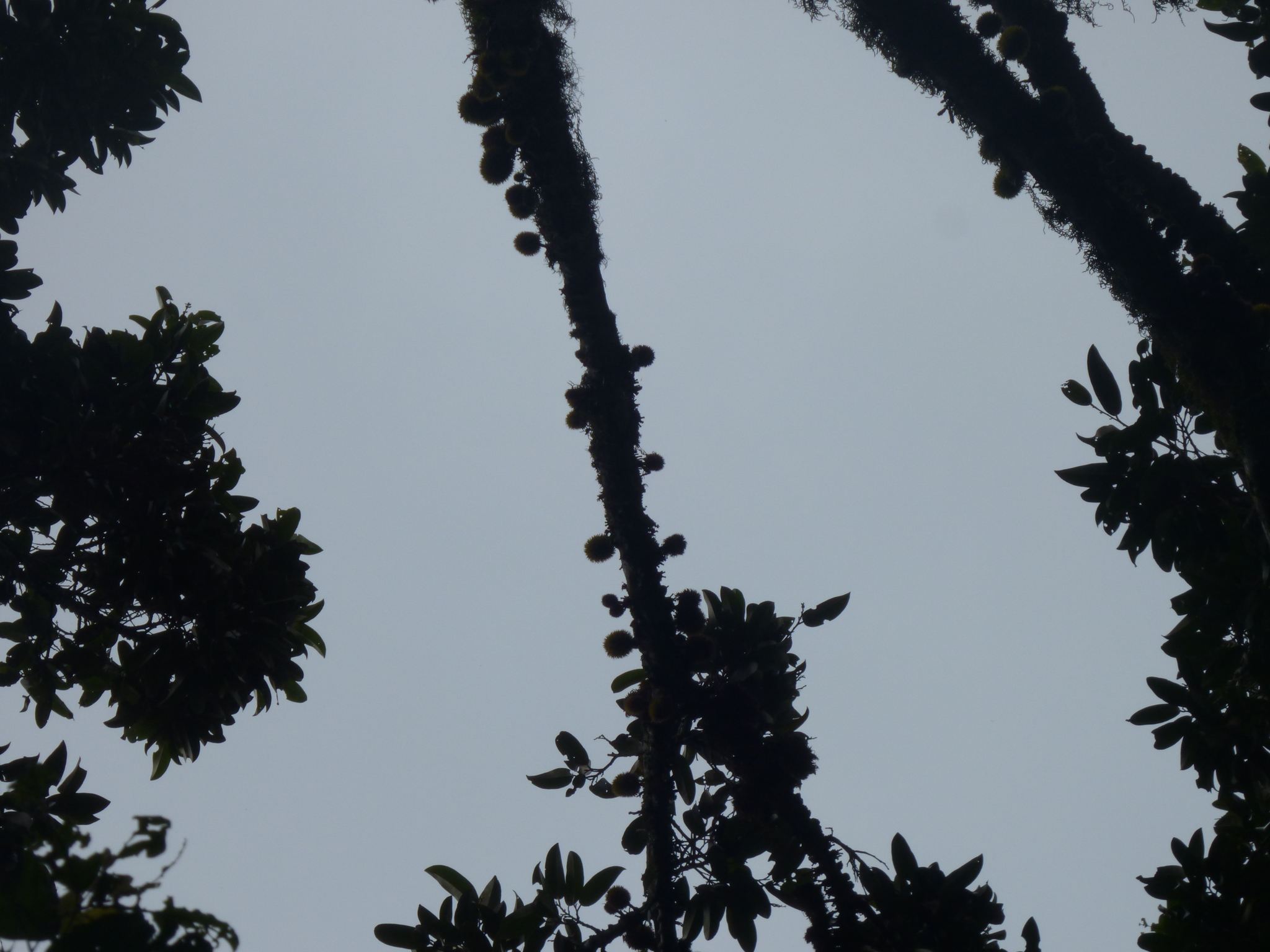 Cullenia exarillata A.Robyns