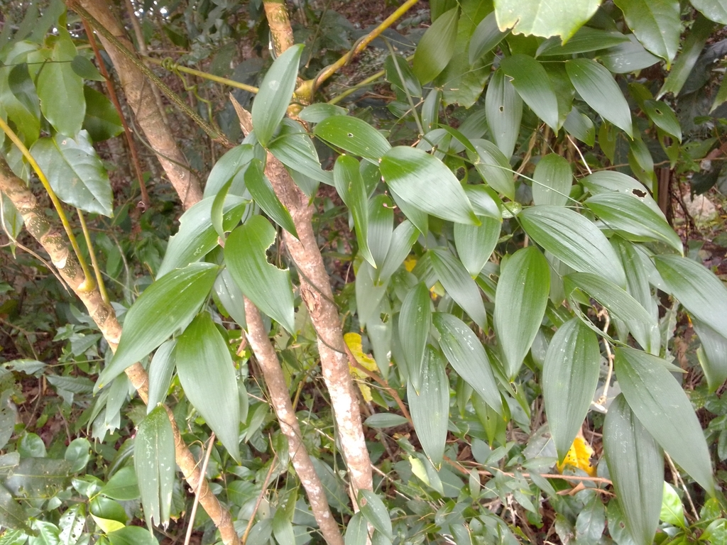 Wombat Berry from Edmonton QLD 4869, Australia on November 28, 2020 at ...