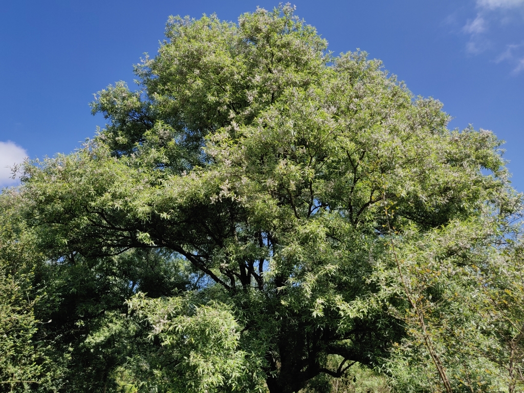 Indian Willow from Kadumane Estate, Karnataka, India on November 28 ...