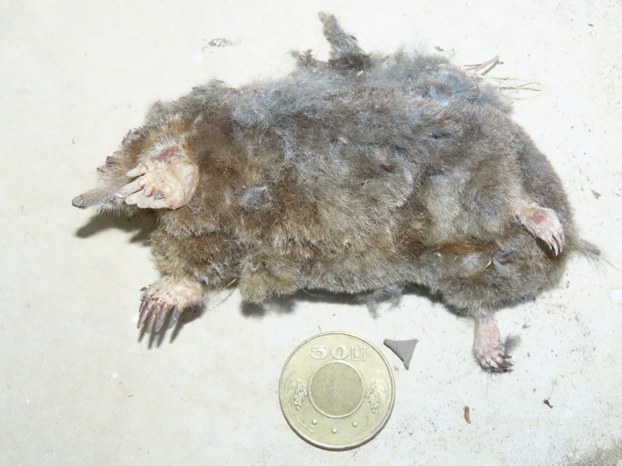 Mogera insularis (Swinhoe, 1863)