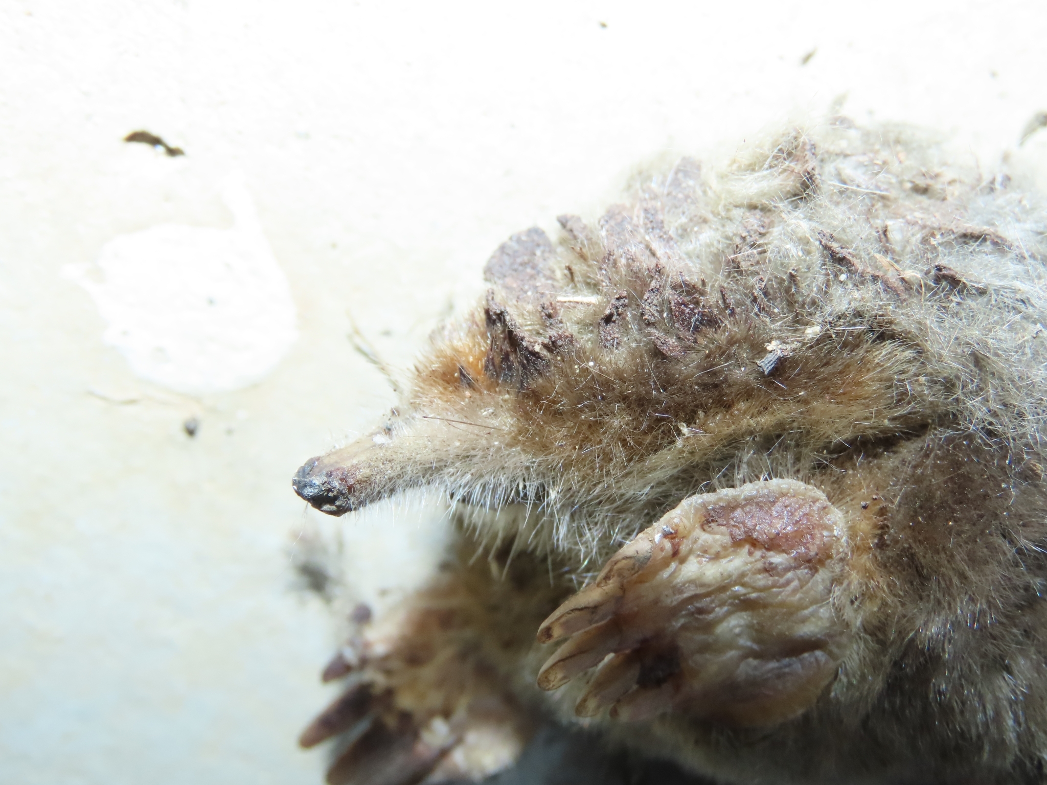 Mogera insularis (Swinhoe, 1863)