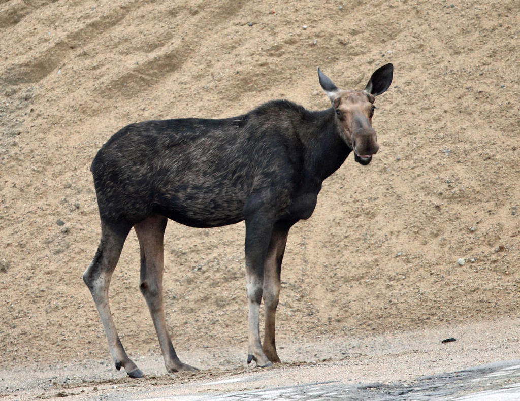 Moose from Milan, NH 03588, USA on June 26, 2013 at 06:52 AM by Tom ...