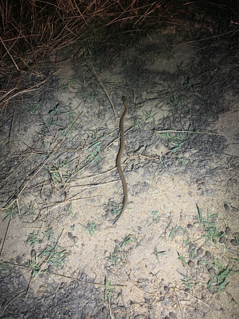Curl Snake from Warwillah Road, Wanganella, NSW, AU on November 29 ...