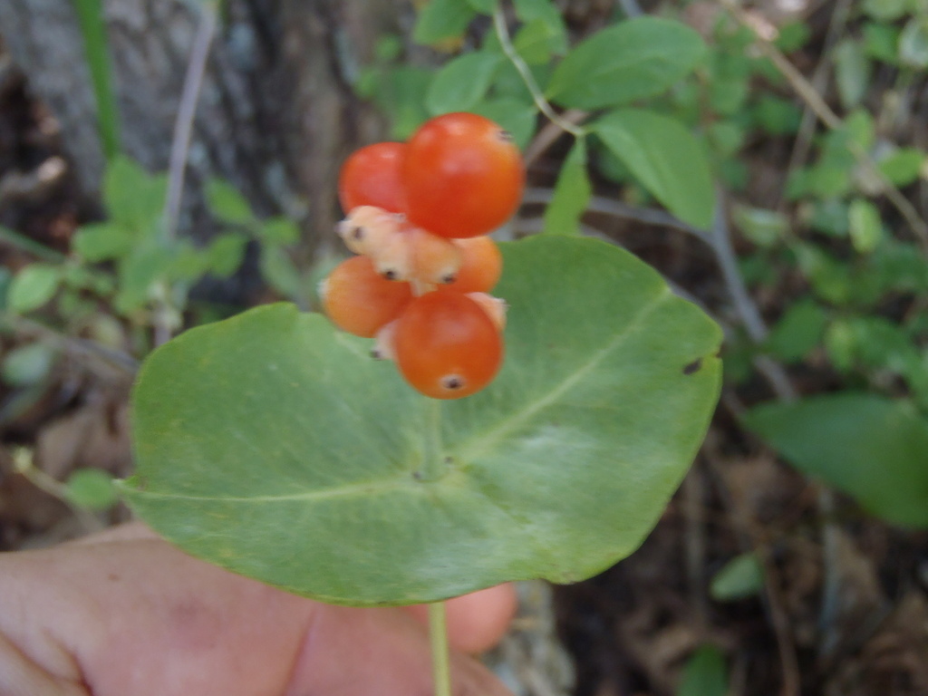 Arizona honeysuckle (Lonicera arizonica) - Botanical Realm