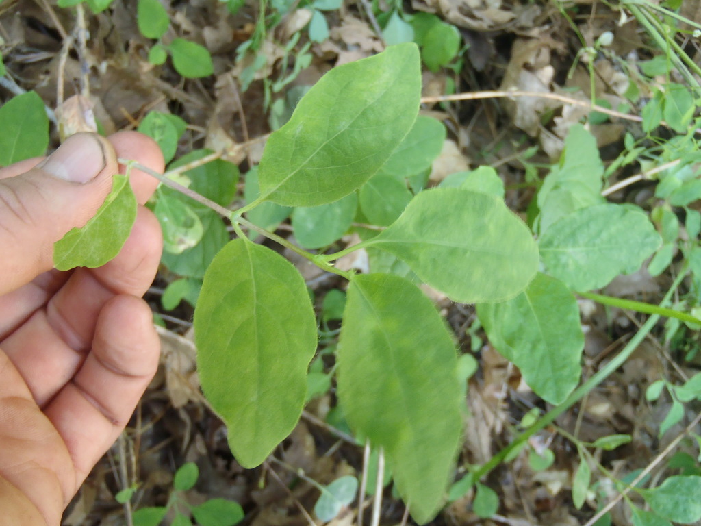 Arizona honeysuckle (Lonicera arizonica) - Botanical Realm