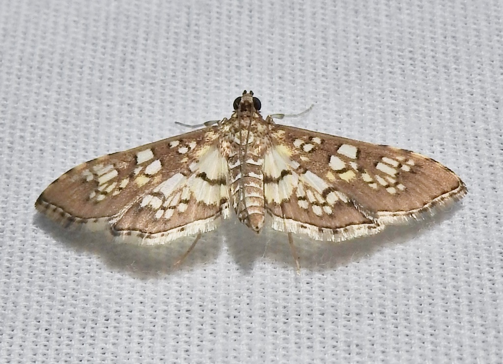 Stained-glass Moth from 545 Pecan Dr, St Gabriel, LA 70776, USA on ...