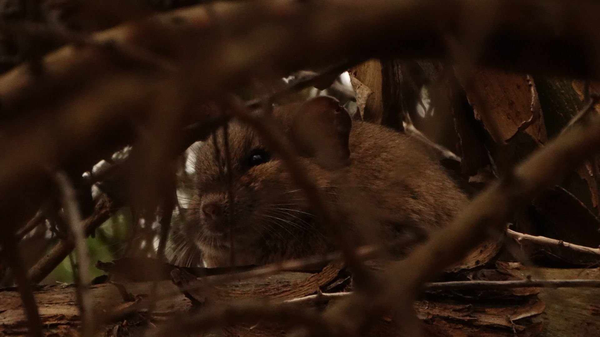 Abrocoma bennettii Waterhouse, 1837