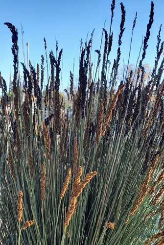 Cape Thatching Reed (Pledge Nature Reserve: Indigenous Plants, Fungi ...