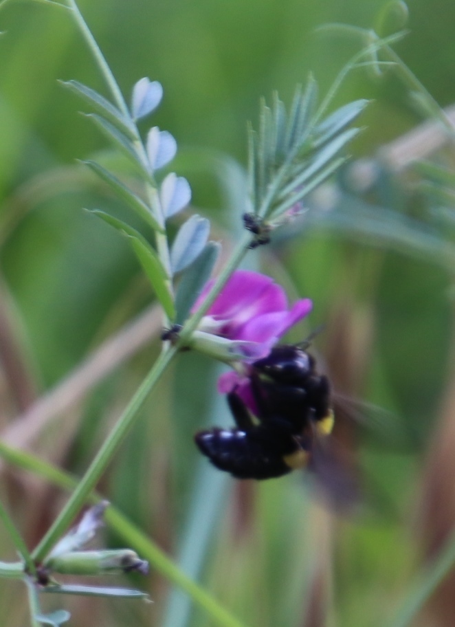 Double-banded Carpenter Bee from Alphen Trail, Constantia Valley ...