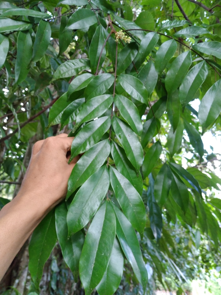 Simaba polyphylla in November 2020 by Marvin López M. · iNaturalist