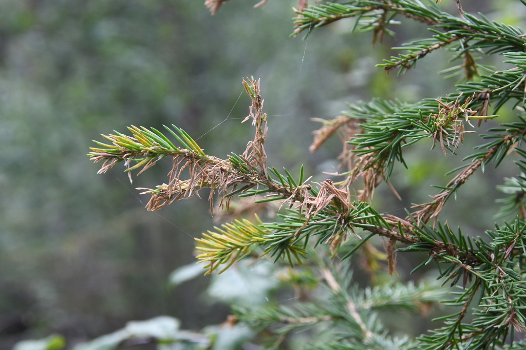 Larch Tortrix from Таймырский Долгано-Ненецкий р-н, Красноярский край ...