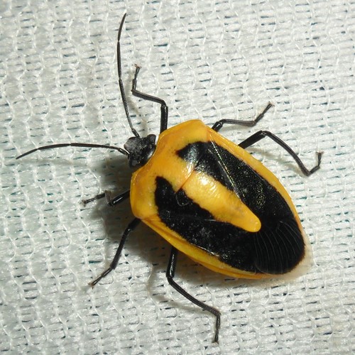 Arocera acroleuca · iNaturalist