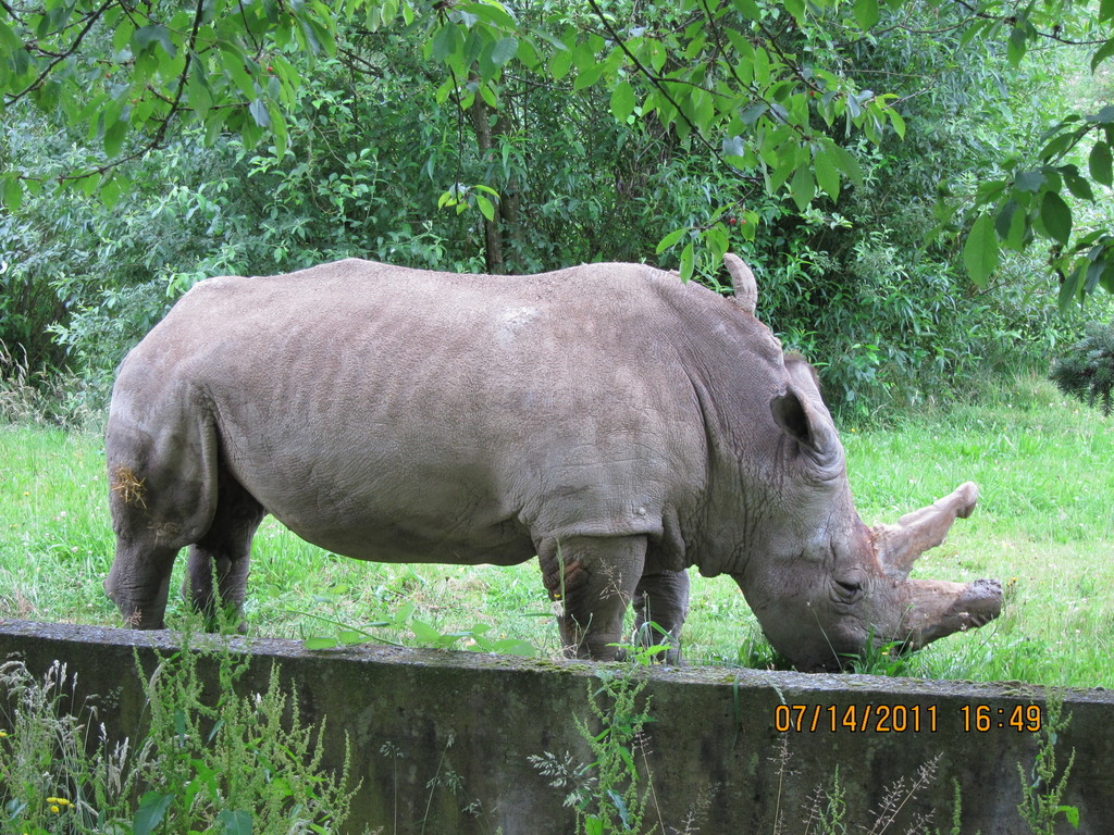 Southern White Rhinoceros in July 2011 by Liam Steele · iNaturalist