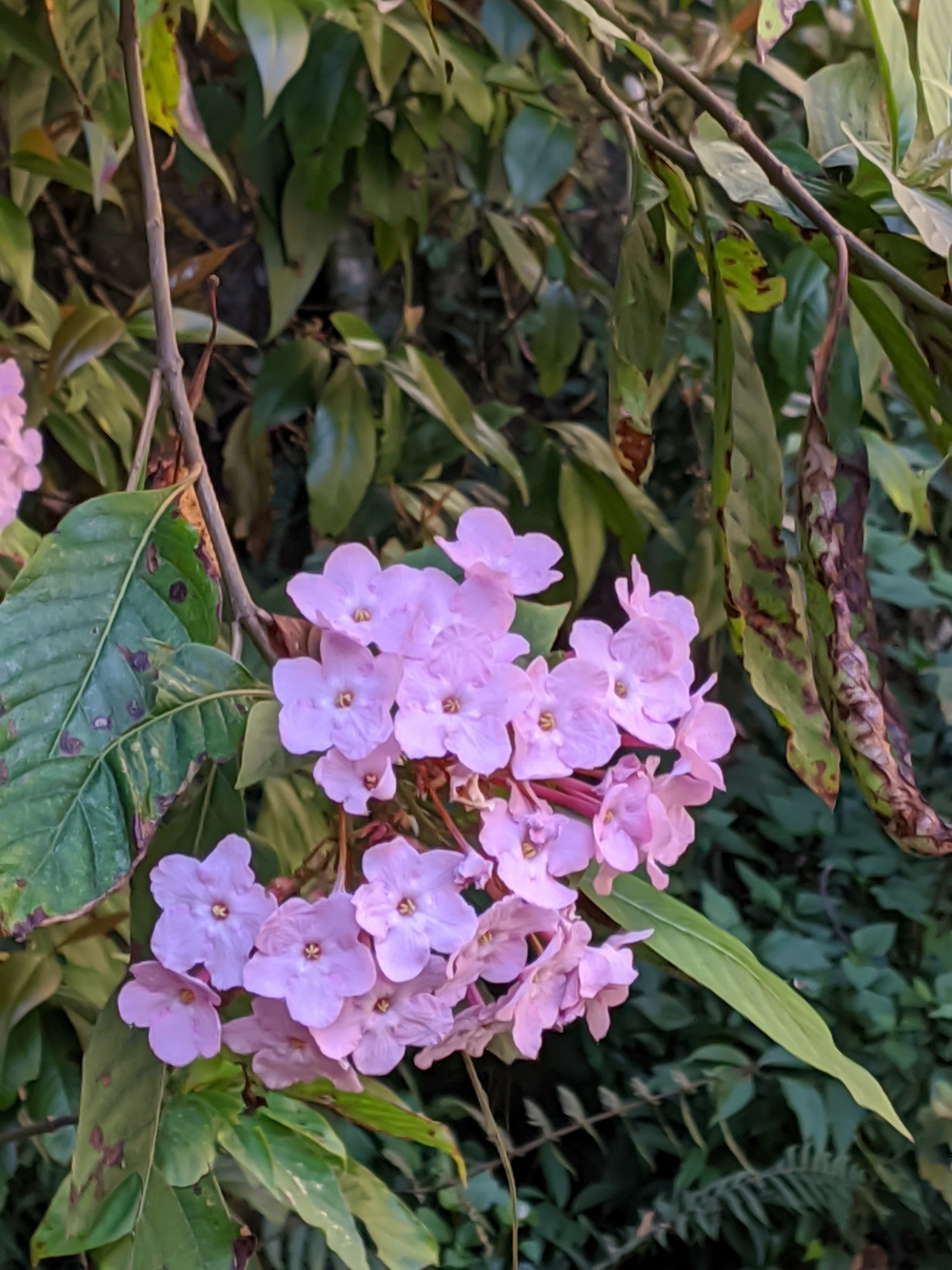Luculia gratissima (Wall.) Sweet
