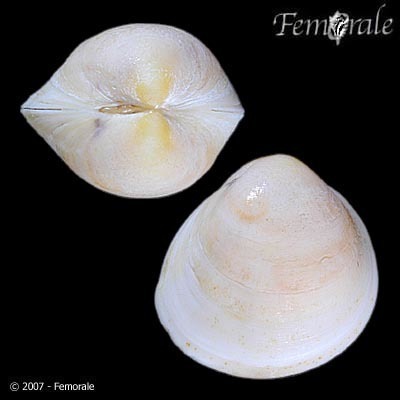 Yellow Eggcockle (MatBio: MOLLUSKS - Matanzas Biodiversity) · iNaturalist