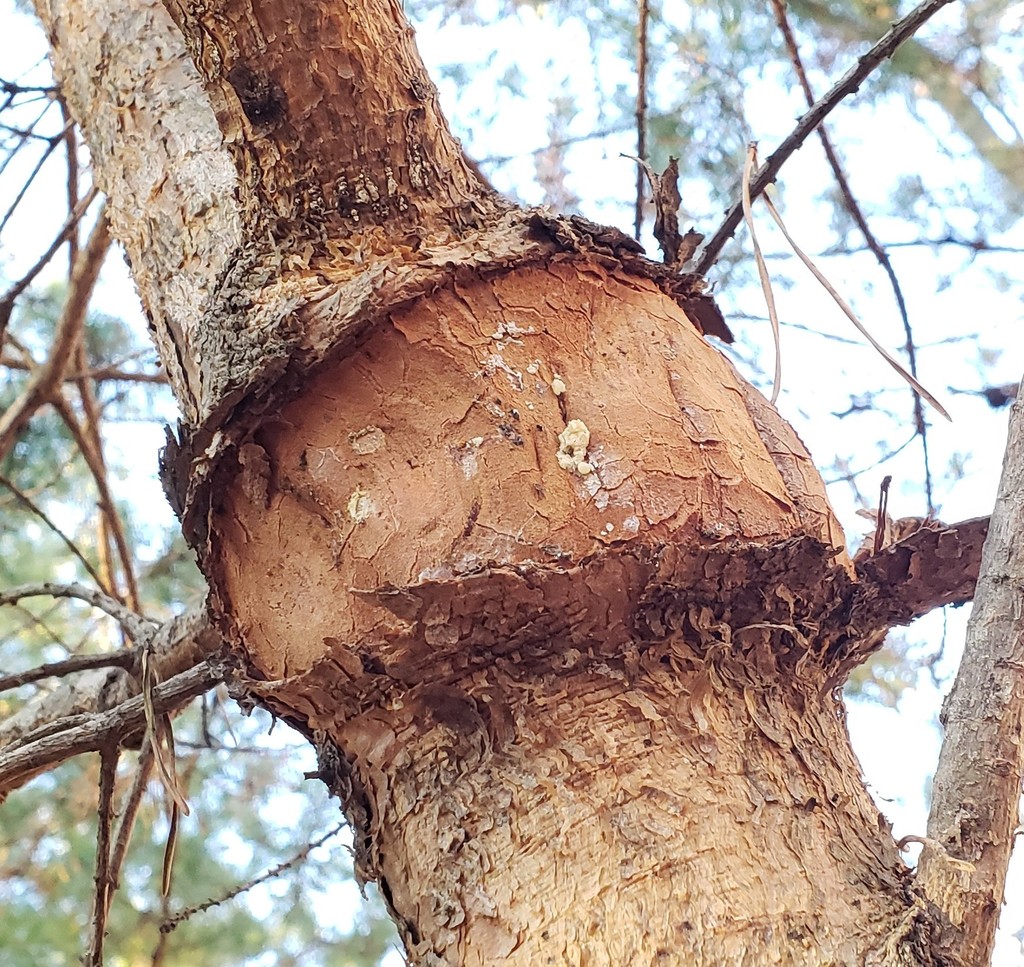 Pine-oak gall rust from Eldersburg, MD, USA on November 28, 2020 at 03: ...