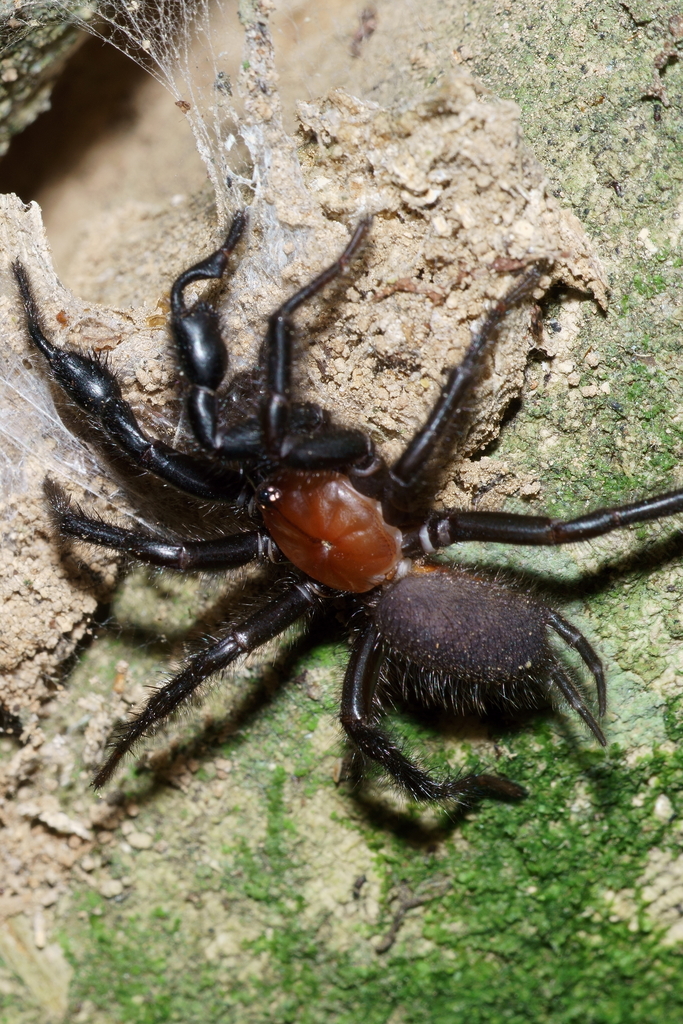 Black Tunnelweb Spider from Lower Hutt City, Wellington, Neuseeland on ...