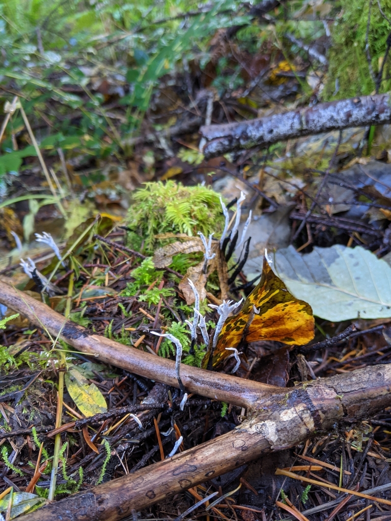 Candlesnuff Fungus from Whistle Punk Trailhead on November 28, 2020 at ...