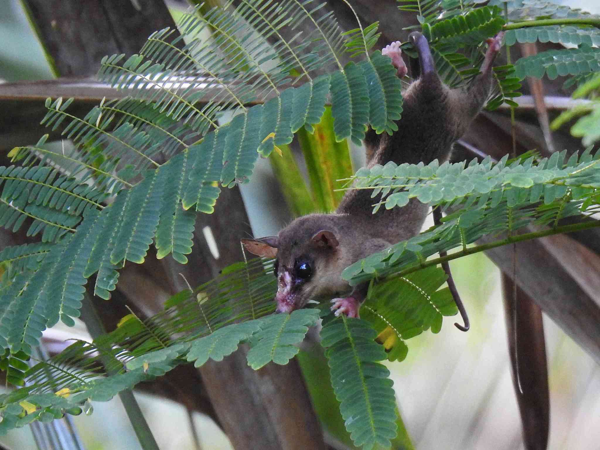 Marmosa murina (Linnaeus, 1758)