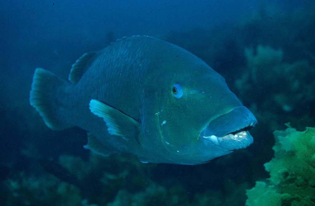 Western Blue Groper (Achoerodus gouldii) - Marine Life Identification