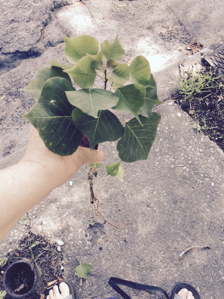 Chinese Tallow from Wilmington, NC, USA on July 16, 2015 at 04:53 PM by ...