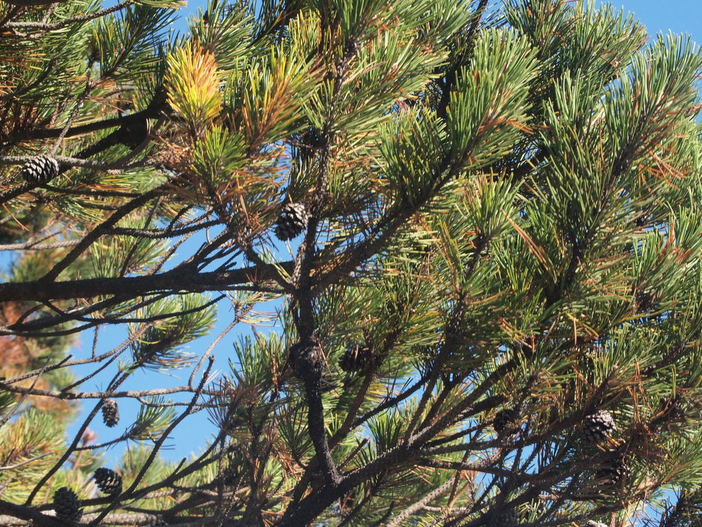 Shore Pine (Pinus contorta contorta) - Botanical Realm