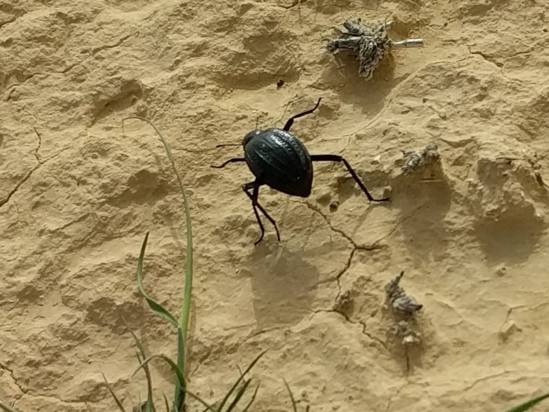 Pitted Beetle from Be'er Sheva, Israel on March 30, 2019 at 09:33 AM by ...