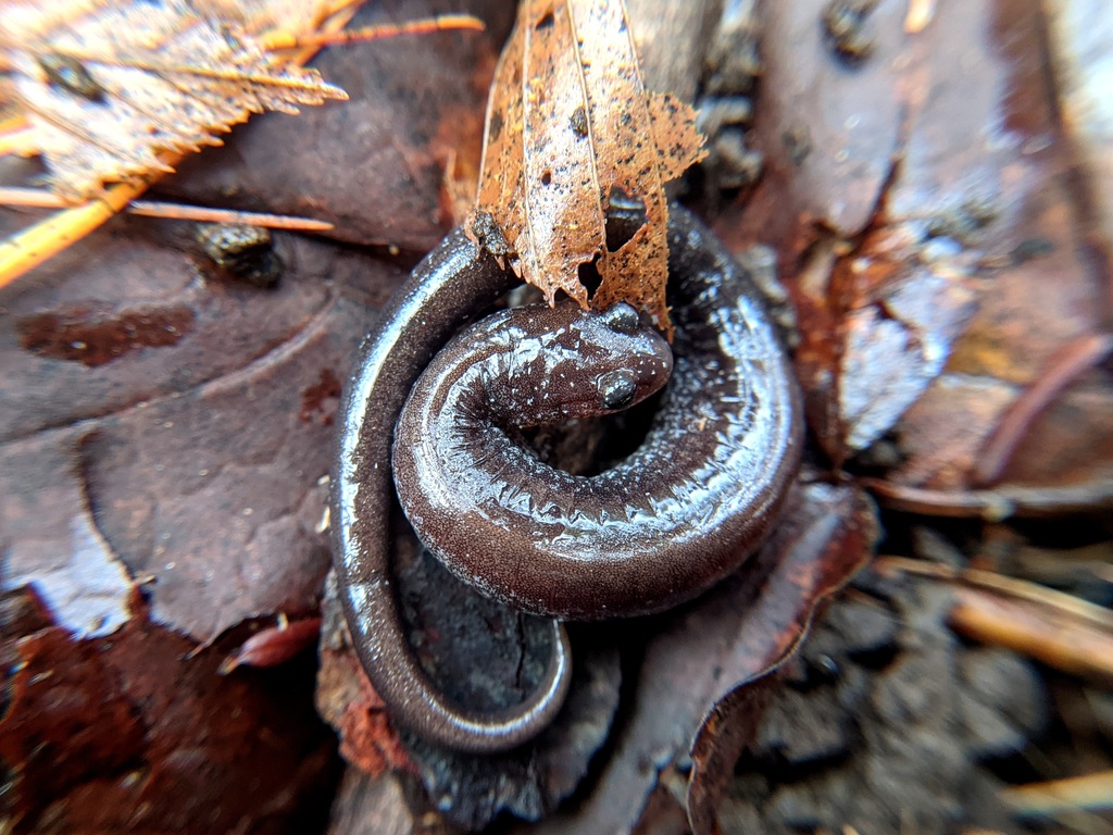 Eastern Red-backed Salamander from Stoneham, MA, USA on November 28 ...