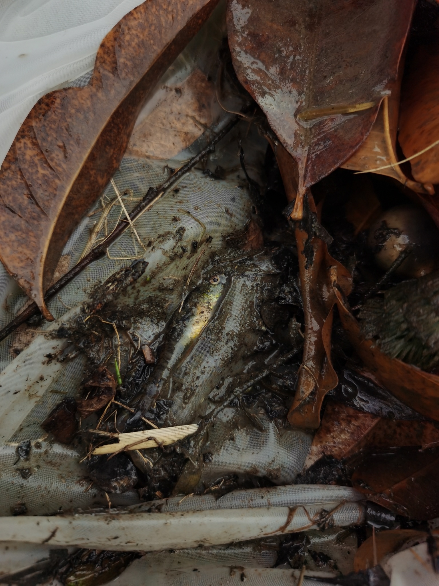 Micropercops swinhonis (Günther, 1873)