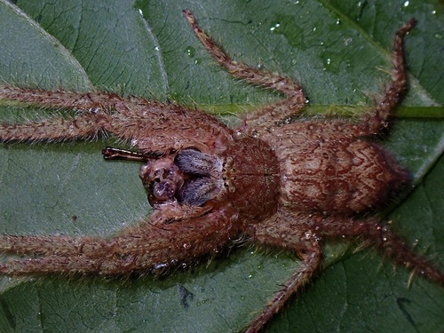 Pandercetes nigrogularis · iNaturalist