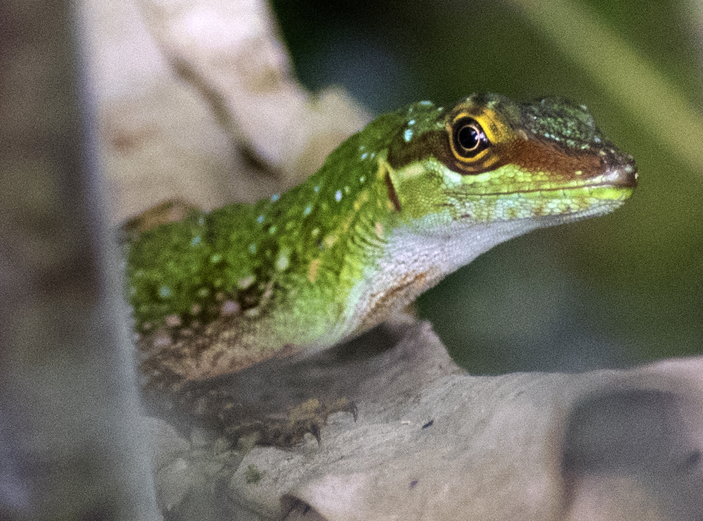 Speckled Anole in November 2020 by Juan Manuel de Roux. Adult male ...