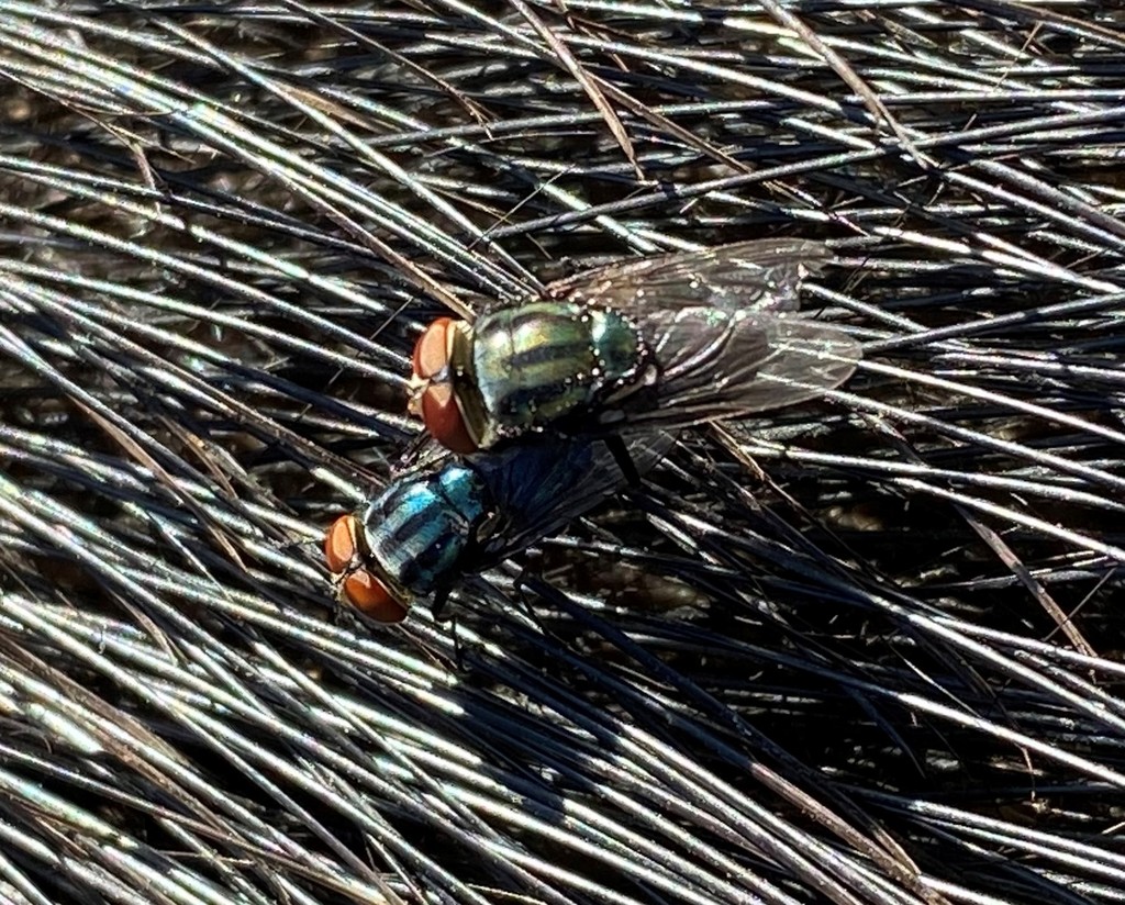 Secondary Screwworm Fly from Antioch Rd. at Hatchechubbee Creek ...