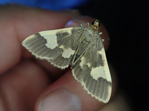 Patania expictalis · iNaturalist