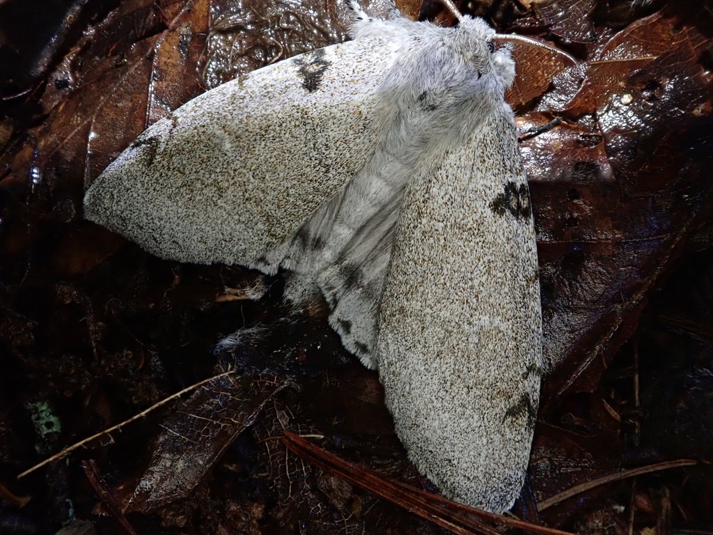 Calliteara lunulata from 日本、〒321-2601 栃木県日光市湯西川 on July 18, 2019 at 08: ...