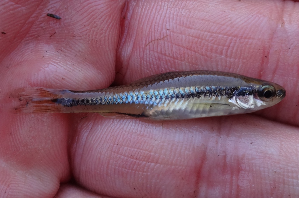 Ironcolor Shiner (Common Fish Species of Richmond National Battlefield ...