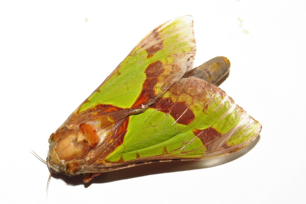 Common Splendid Ghost Moth from Bega Valley, AU-NS, AU on October 27 ...