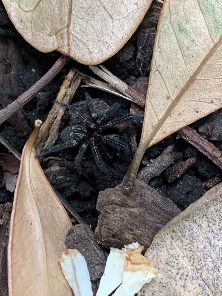 Typical Spiders from Ashworth Place, Berry, NSW, AU on November 7, 2020 ...