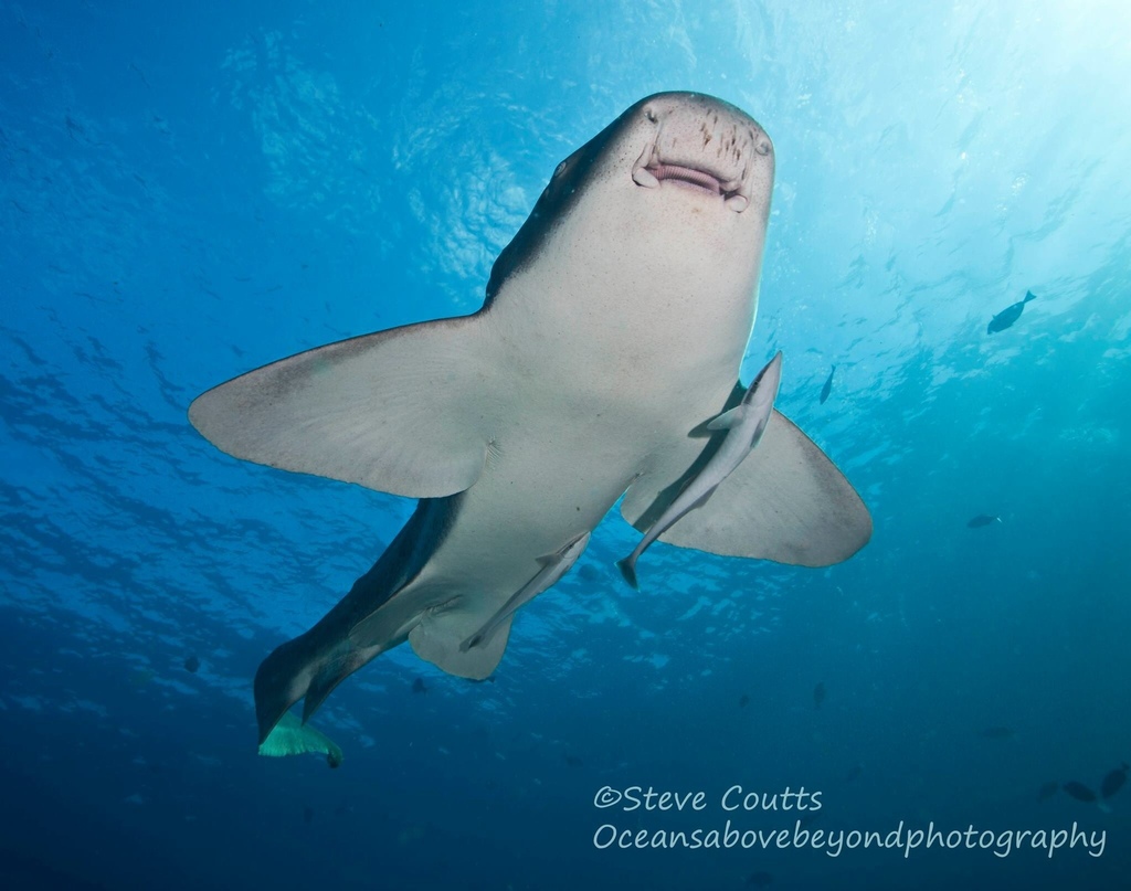 Sharks (Selachii) - Marine Life Identification