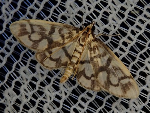 Genus Togabotys · iNaturalist