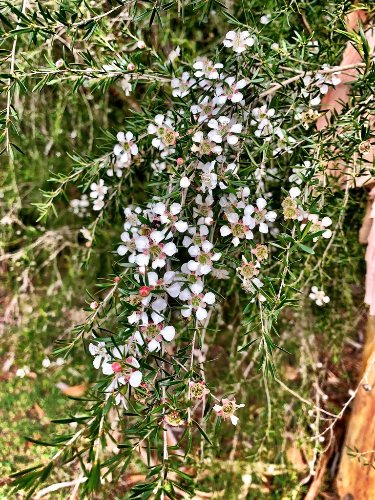 Tantoon from Lagoon Drive, Blaxland, NSW, AU on November 29, 2020 at 06 ...