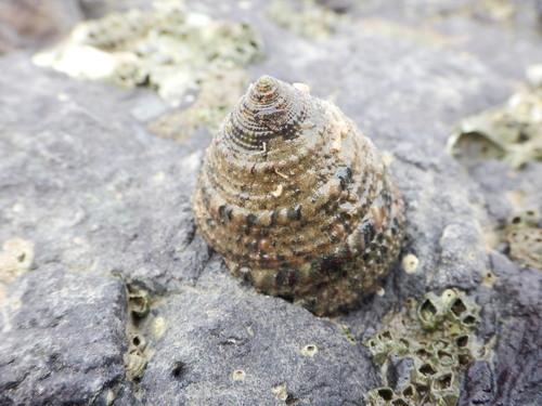 Observations by hkarve · iNaturalist